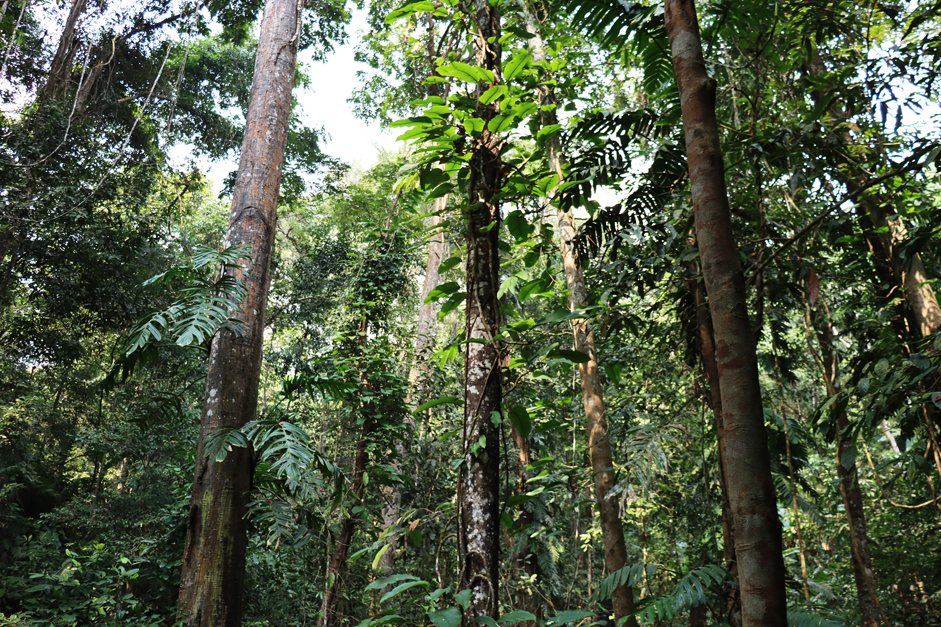 Welcome to Phou Iu Travel & Ecotourism – Phou Iu Travel & Ecotourism, Laos